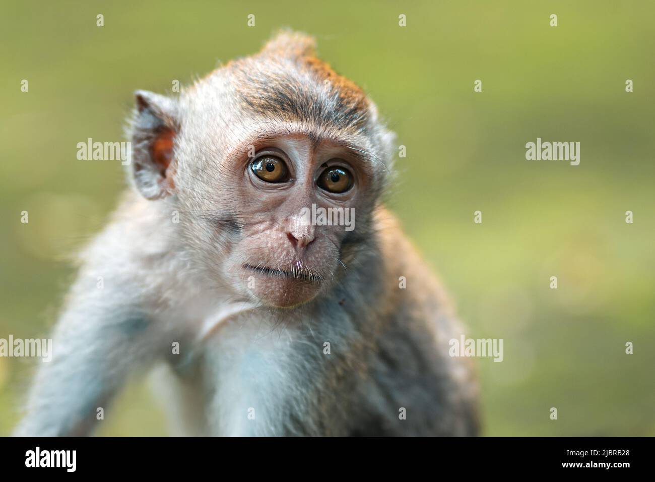 Close up portrait of a small macaque monkey sits on the mossy steps of ...