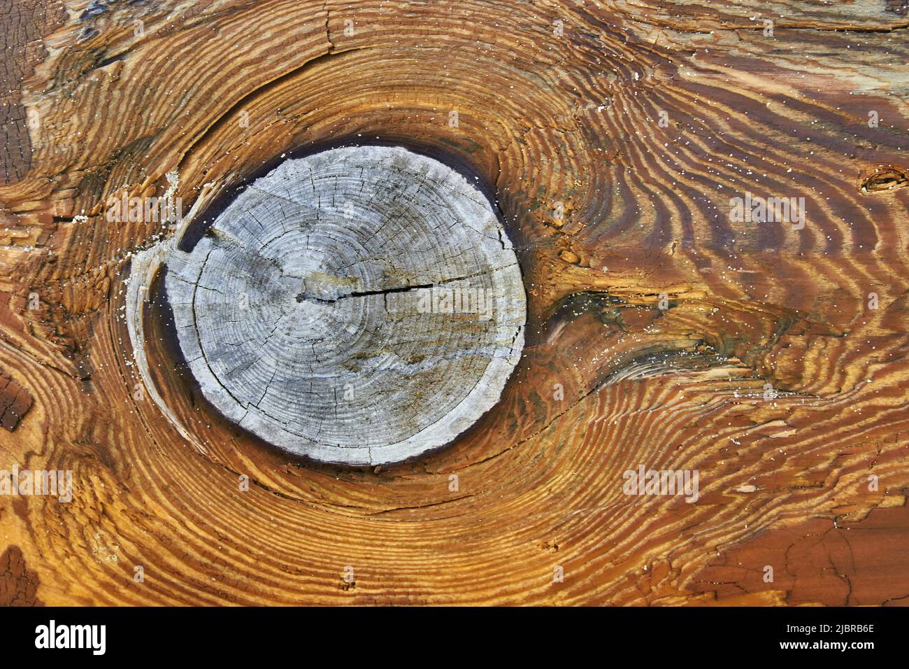 White fence trimmed tree hi-res stock photography and images - Alamy