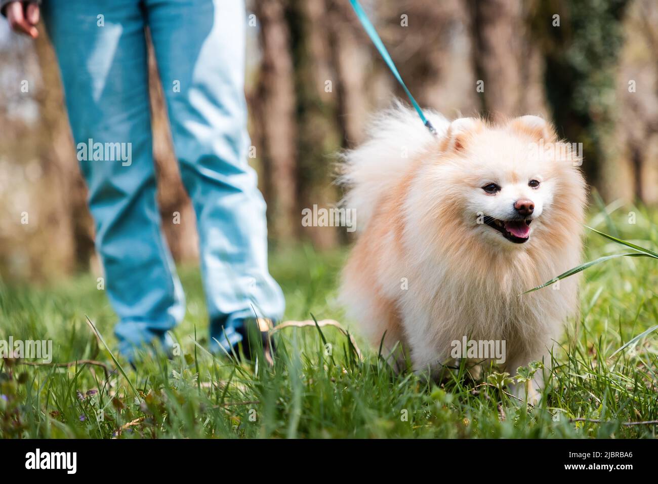 Person with a white fluffy cute Pomeranian in leash. A green park in ...