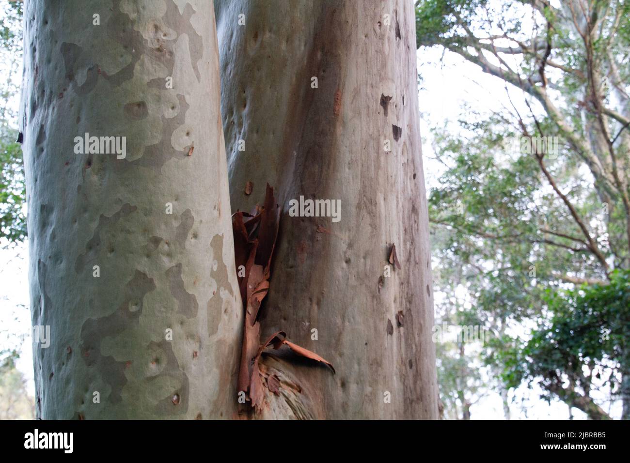 Y fork in a tree Stock Photo - Alamy