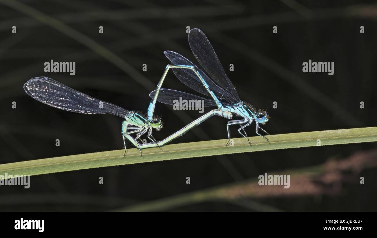 common blue damselfly mating, female green form, Enallagma cyathigerum ...