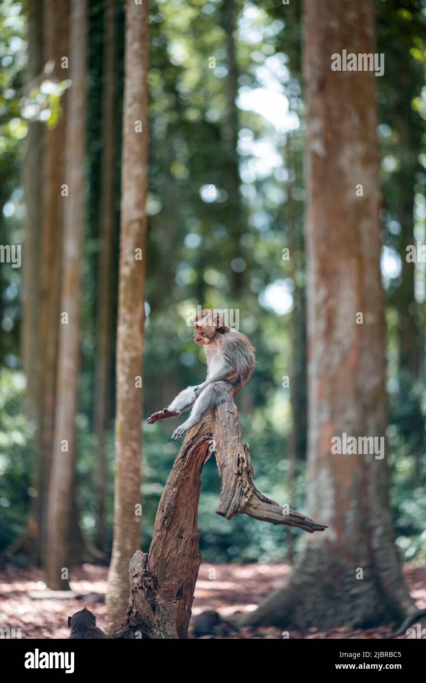 An adult macaque monkey sits on the trunk of a tree with its legs ...