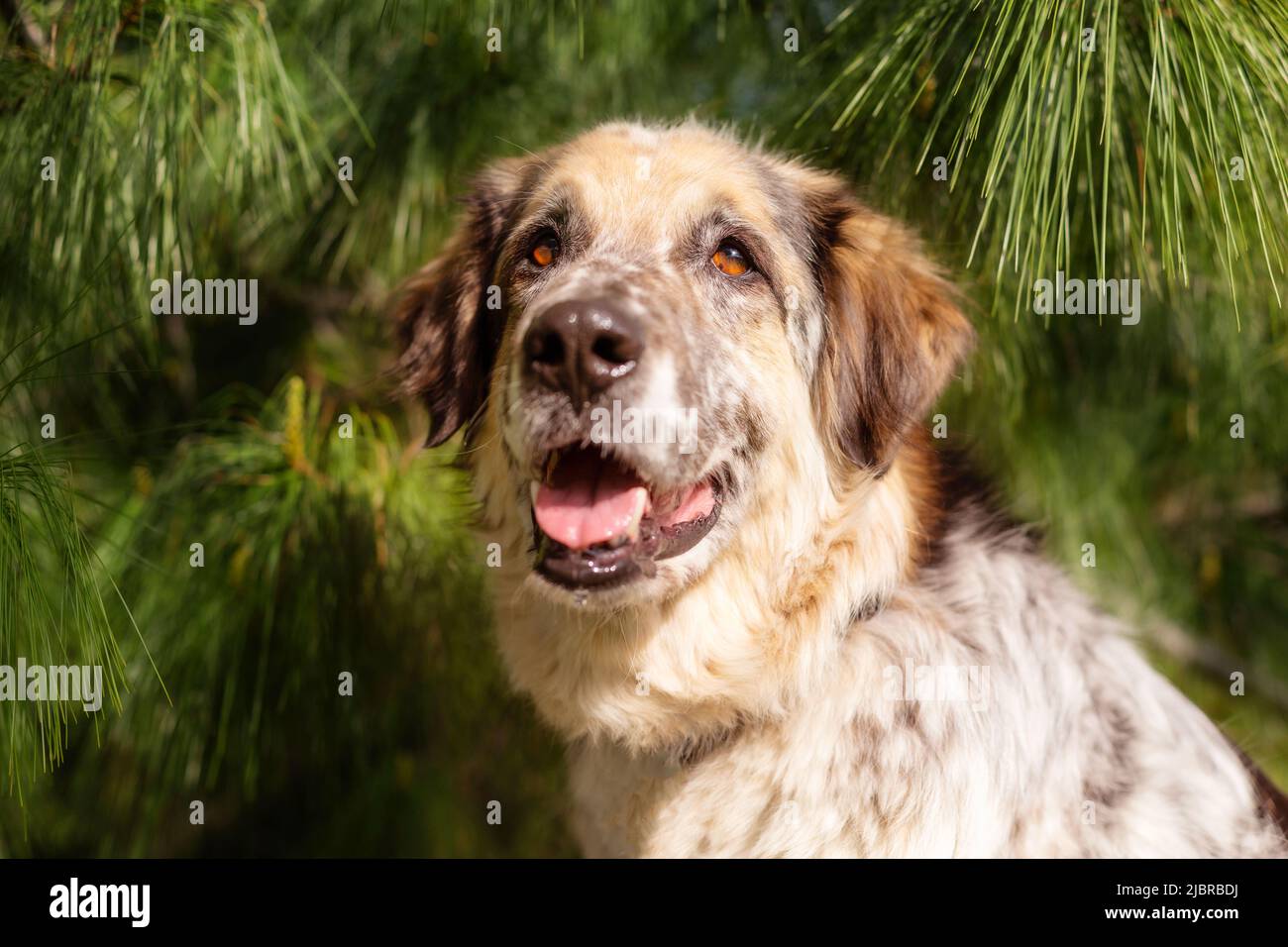 Big fluffy mixed breed dog portrait close-up, pine tree background ...