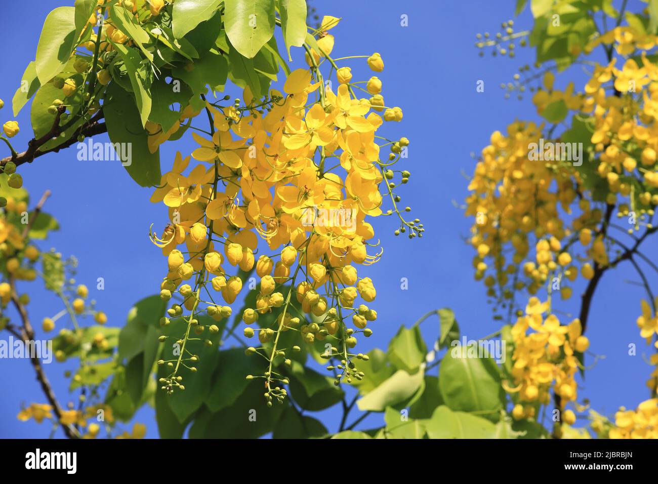 blooming flowers of the Golden Shower Tree(Golden Shower Senna,Indian Laburnum,Pudding Pipe Tree ...