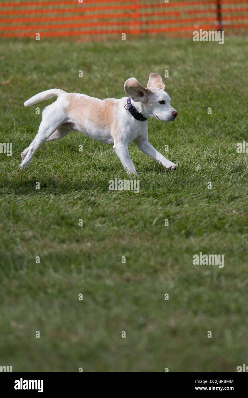 Beagle on the run across the open space of an agility course Stock ...