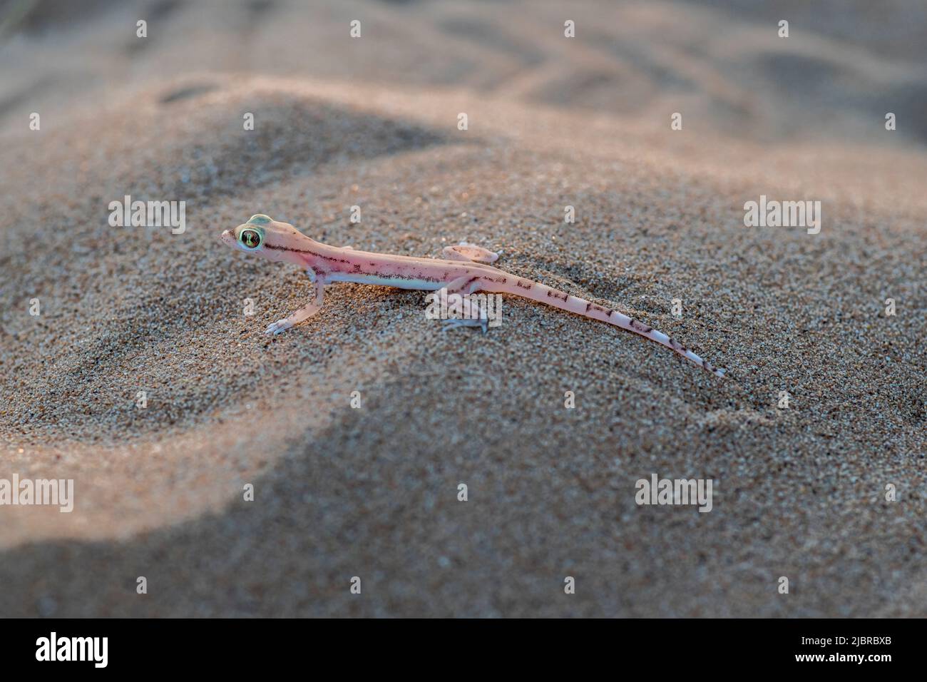 Arabian Short-Fingered Gecko or Arabian sand gecko, Dubai Emirates ...