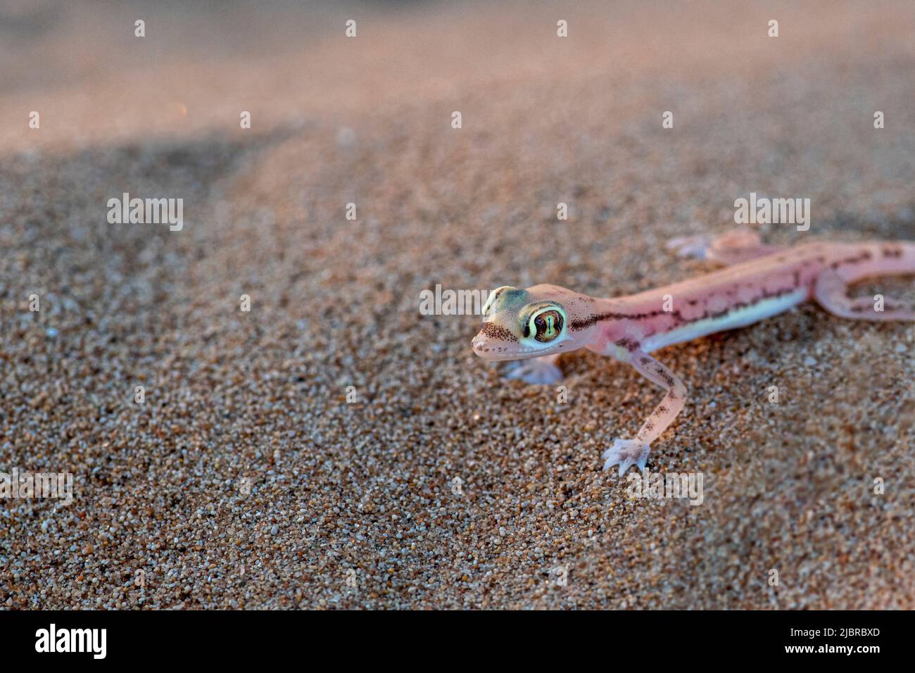 Arabian Short-Fingered Gecko or Arabian sand gecko looking at the ...
