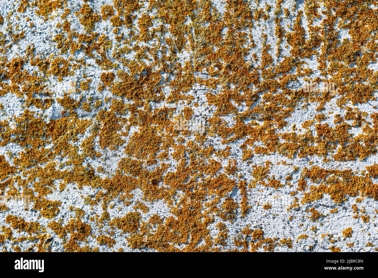 Orange lichen moss or orange rock moss covers mountain stone texture ...