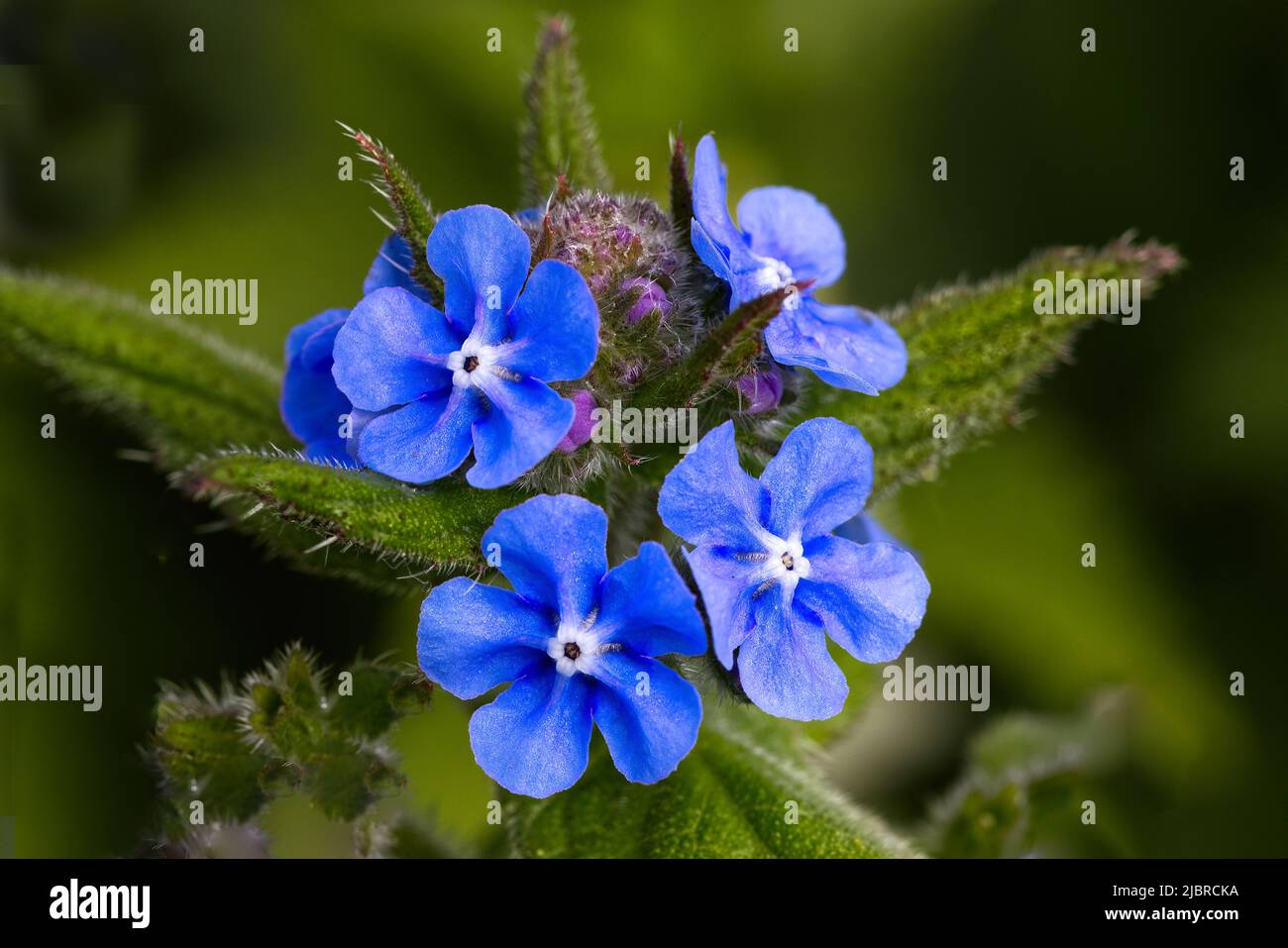 A close up of a cluster of four blue flowers of the British wild flower ...