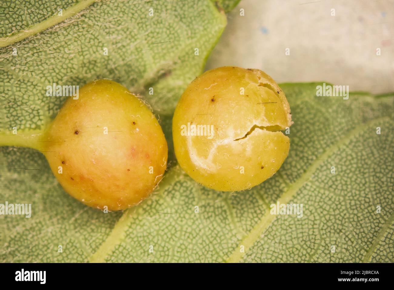 Gall oaks gall apple hi-res stock photography and images - Alamy