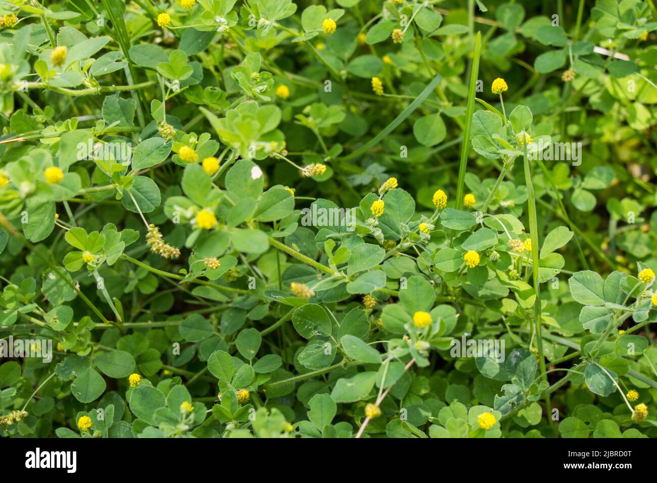 Shamrock green grass and field background, spring time Stock Photo - Alamy