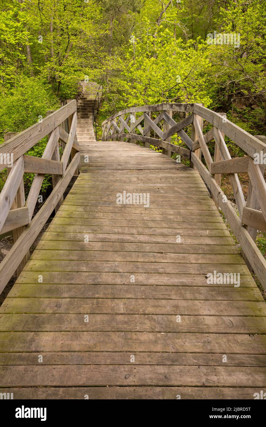 Footbridge in redwood forest hi-res stock photography and images - Alamy