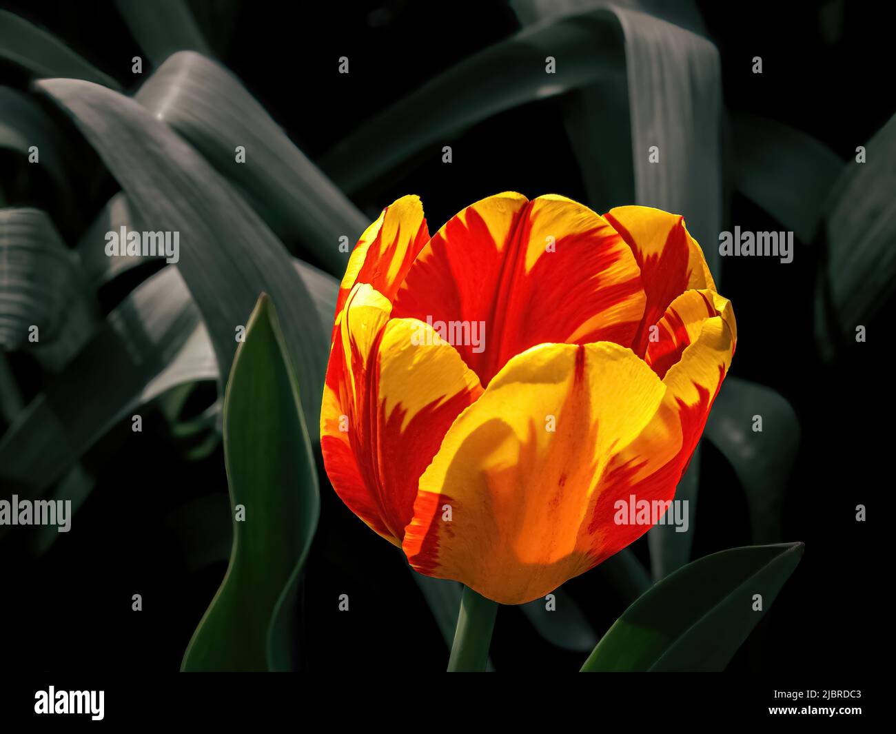 Vibrant yellow flowers stands hi-res stock photography and images - Alamy