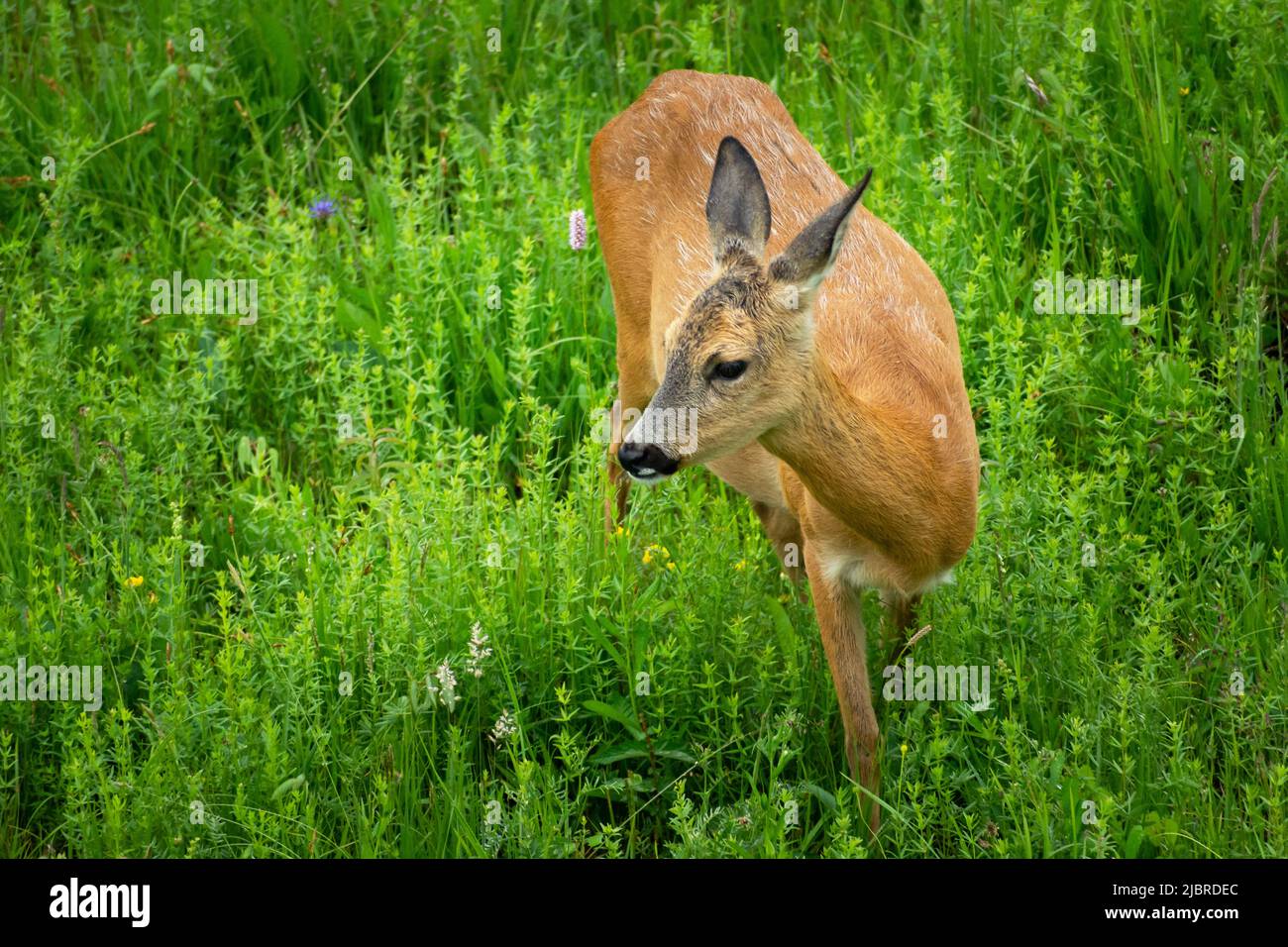 Female roe deer hi-res stock photography and images - Alamy