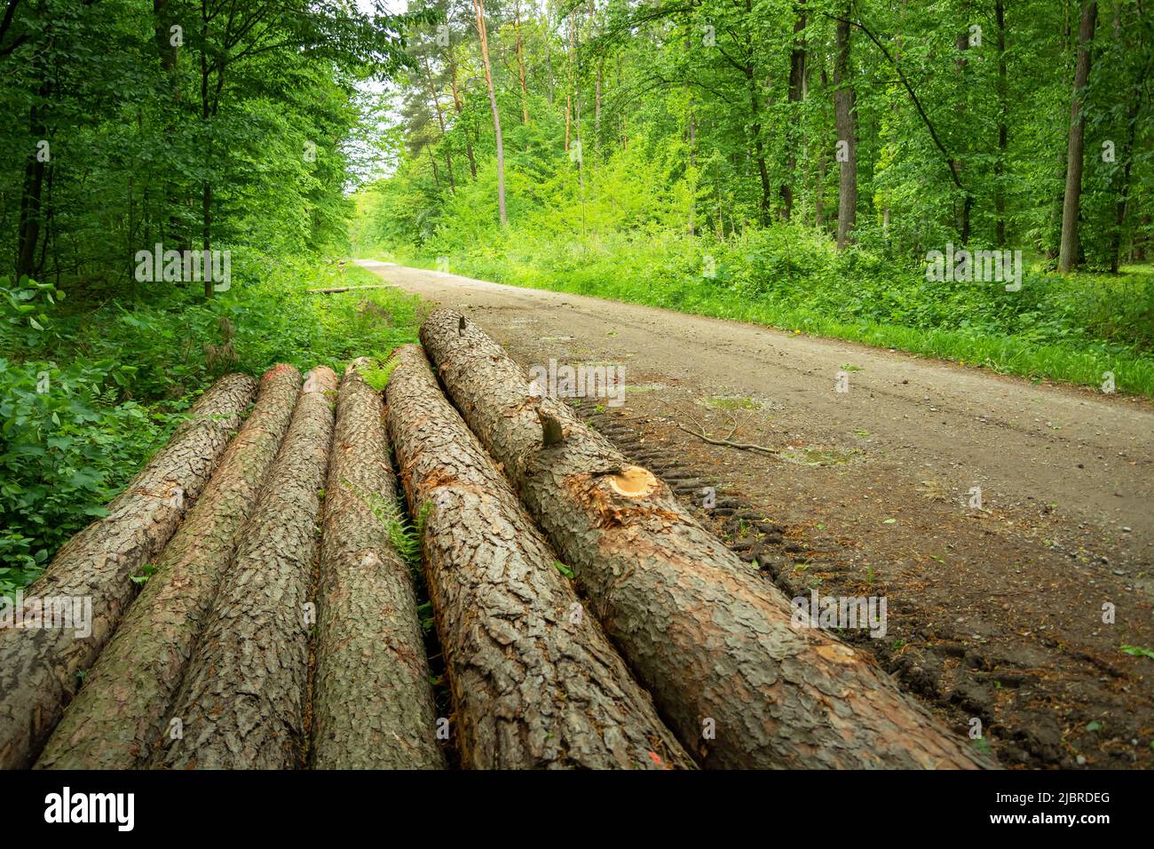 Long tree hi-res stock photography and images - Alamy