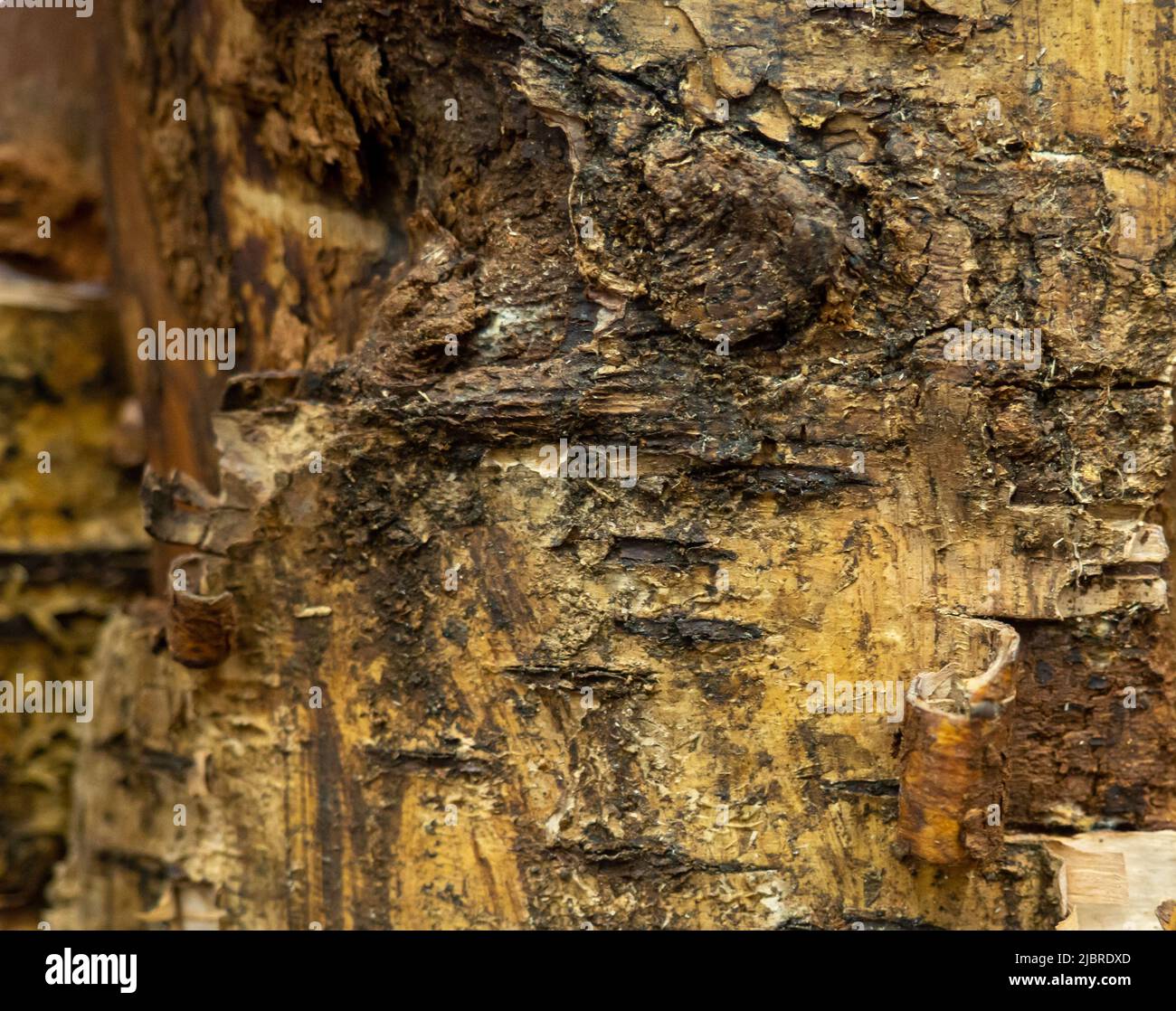 The structure of the bark of a tree. Wood background Stock Photo - Alamy