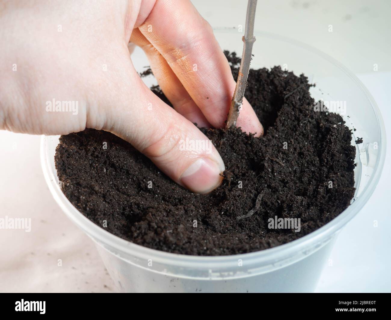 Planting process of a plant on a white background Stock Photo - Alamy