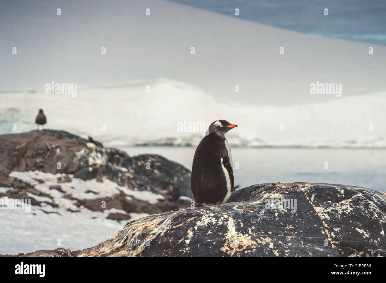 Penguins in Antarctica. Port Lockroy Stock Photo - Alamy