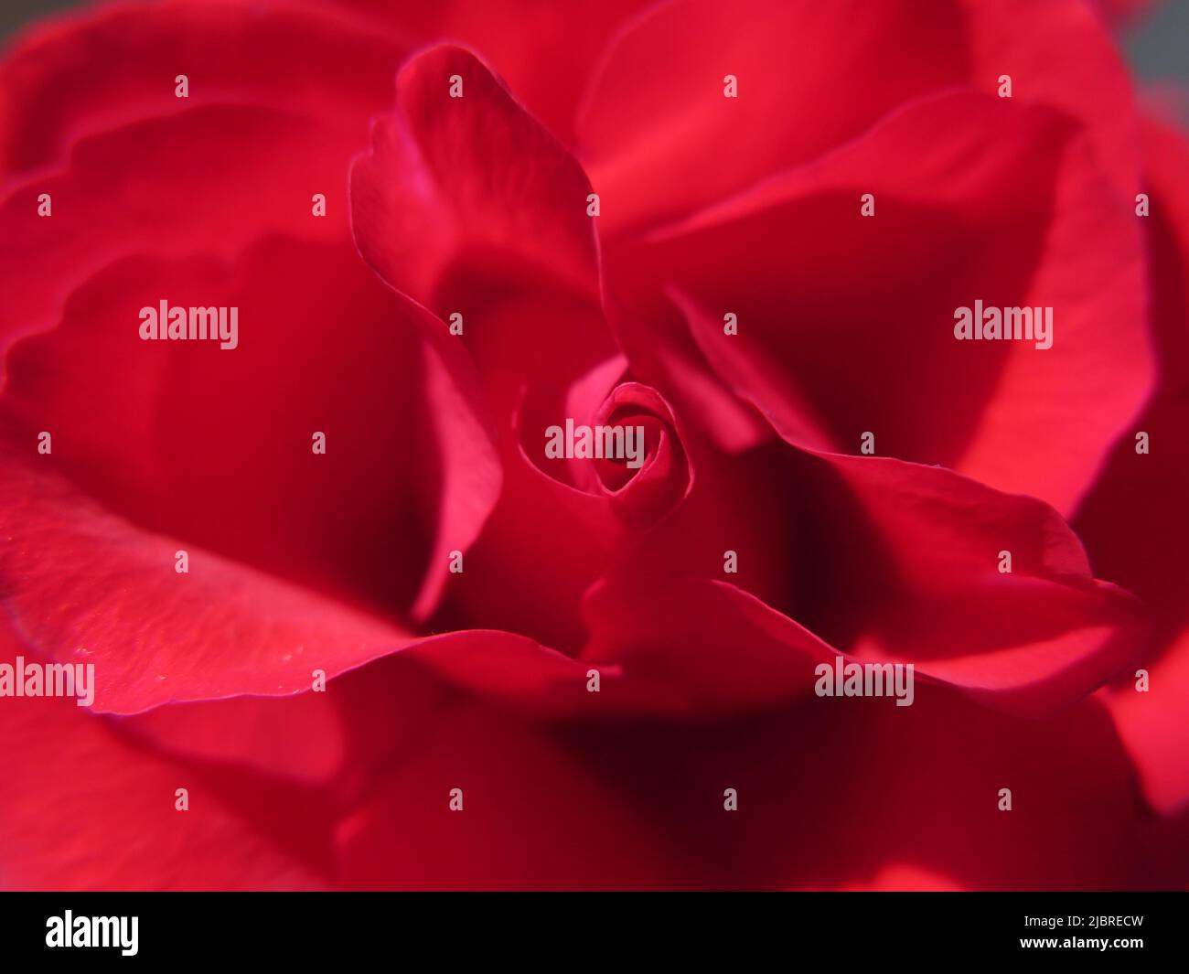 Bloody red rose hi-res stock photography and images - Alamy