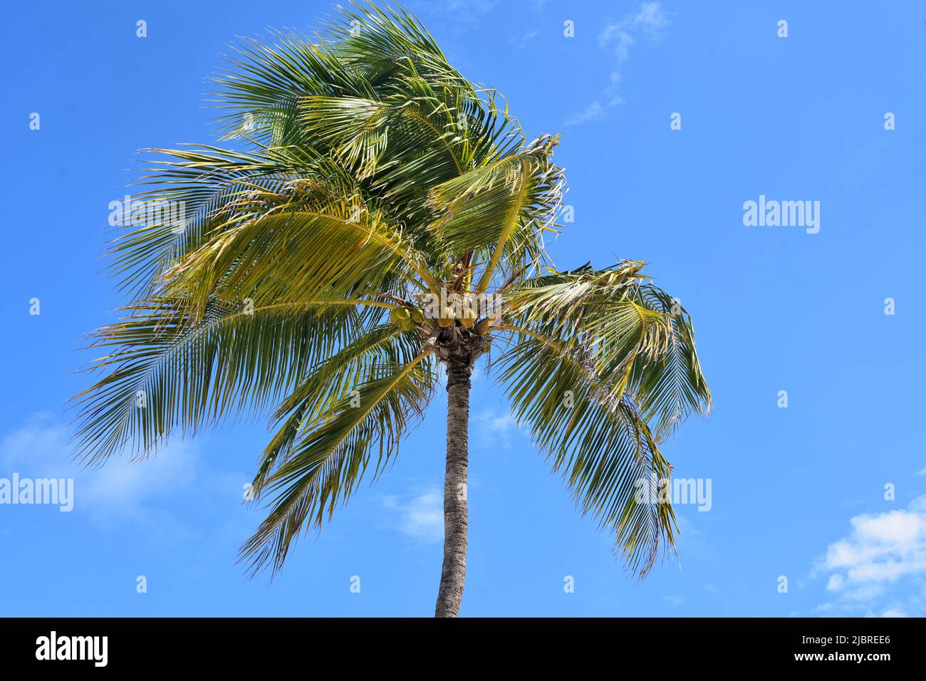 Palm tree with branches blowing in the wind in the Caribbean Stock ...