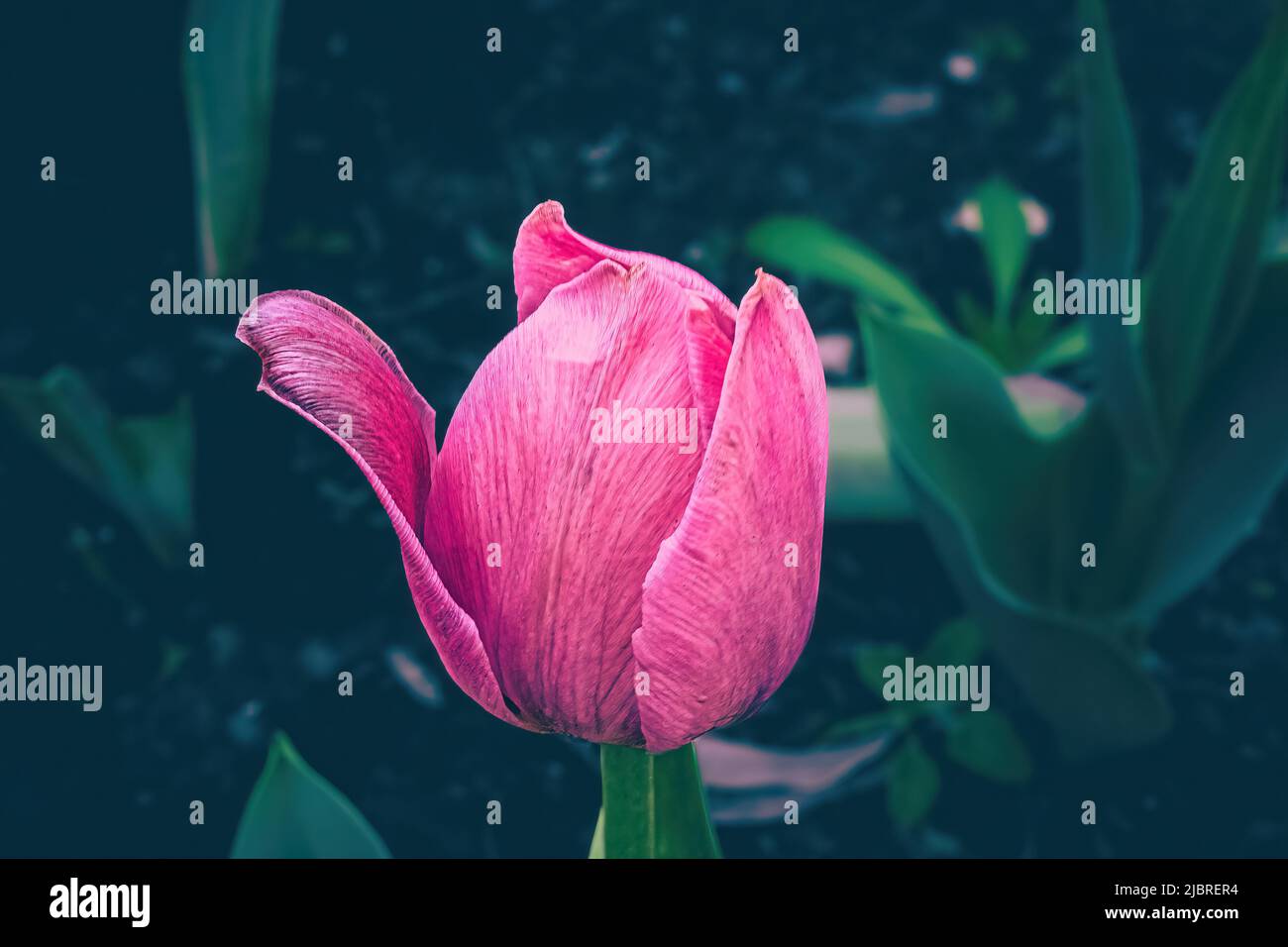 Tulip stands hi-res stock photography and images - Alamy