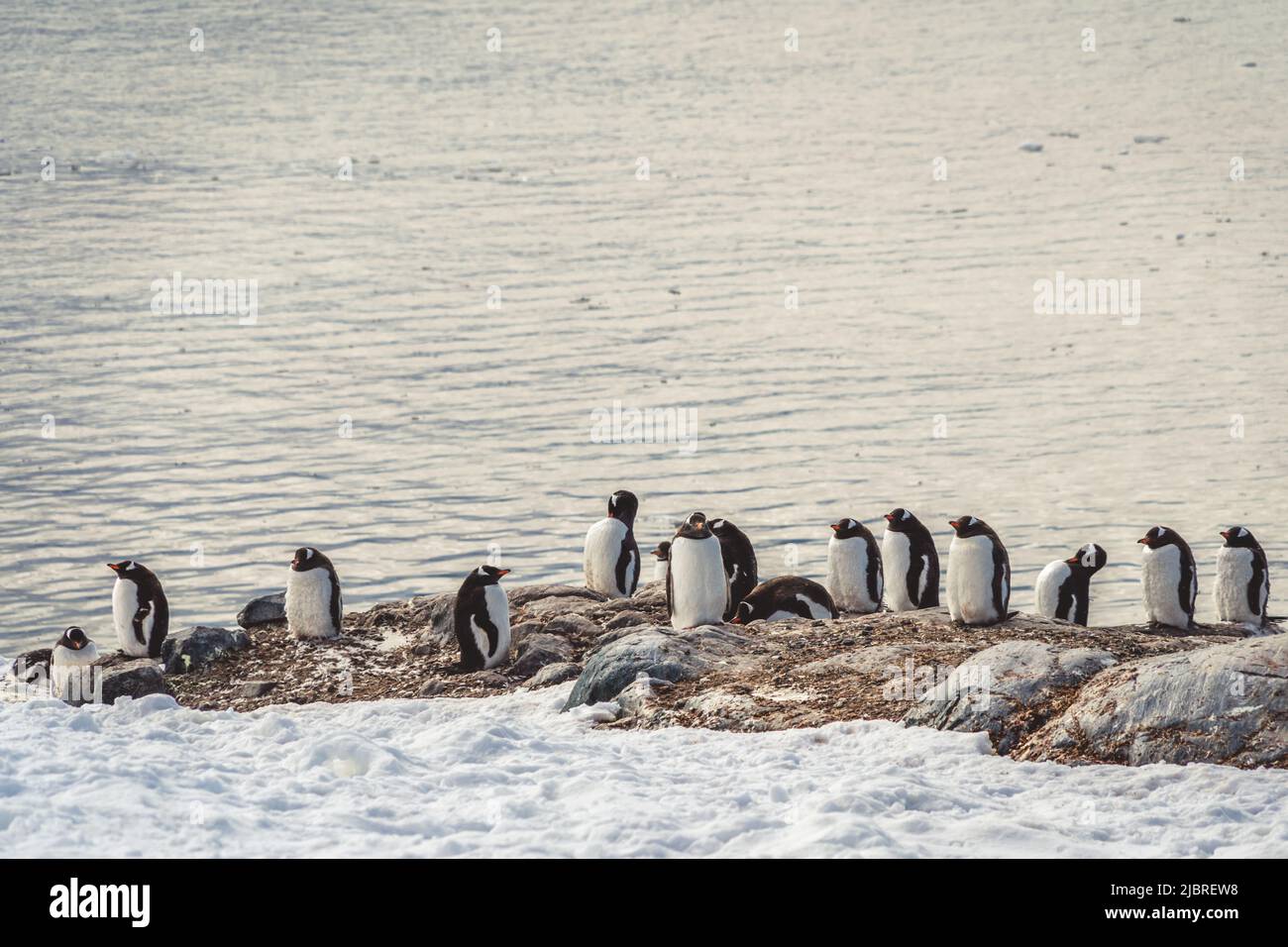 Penguins in Antarctica. Port Lockroy Stock Photo - Alamy
