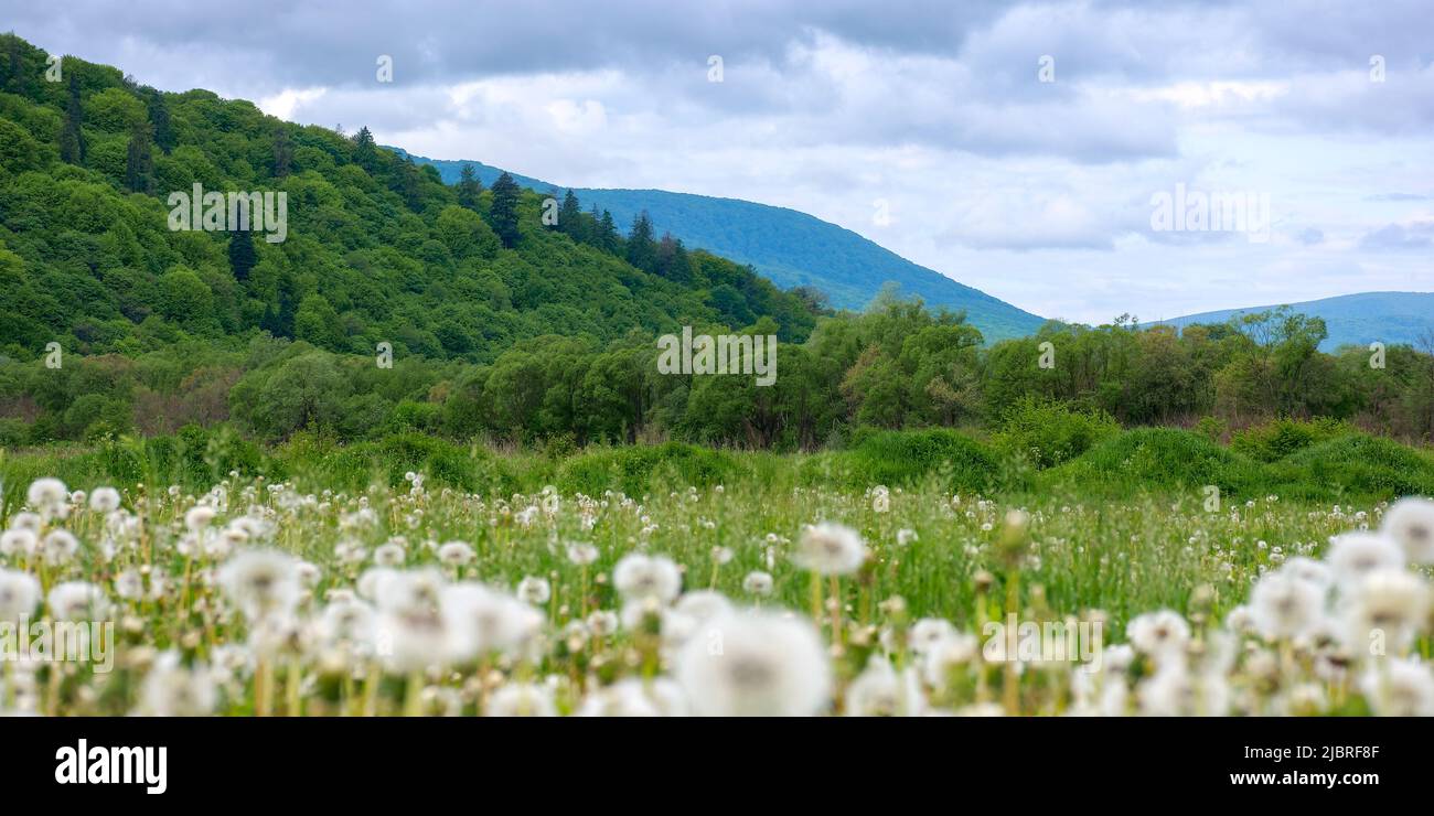 dandelion field in mountains. beautiful rural countryside scenery in ...
