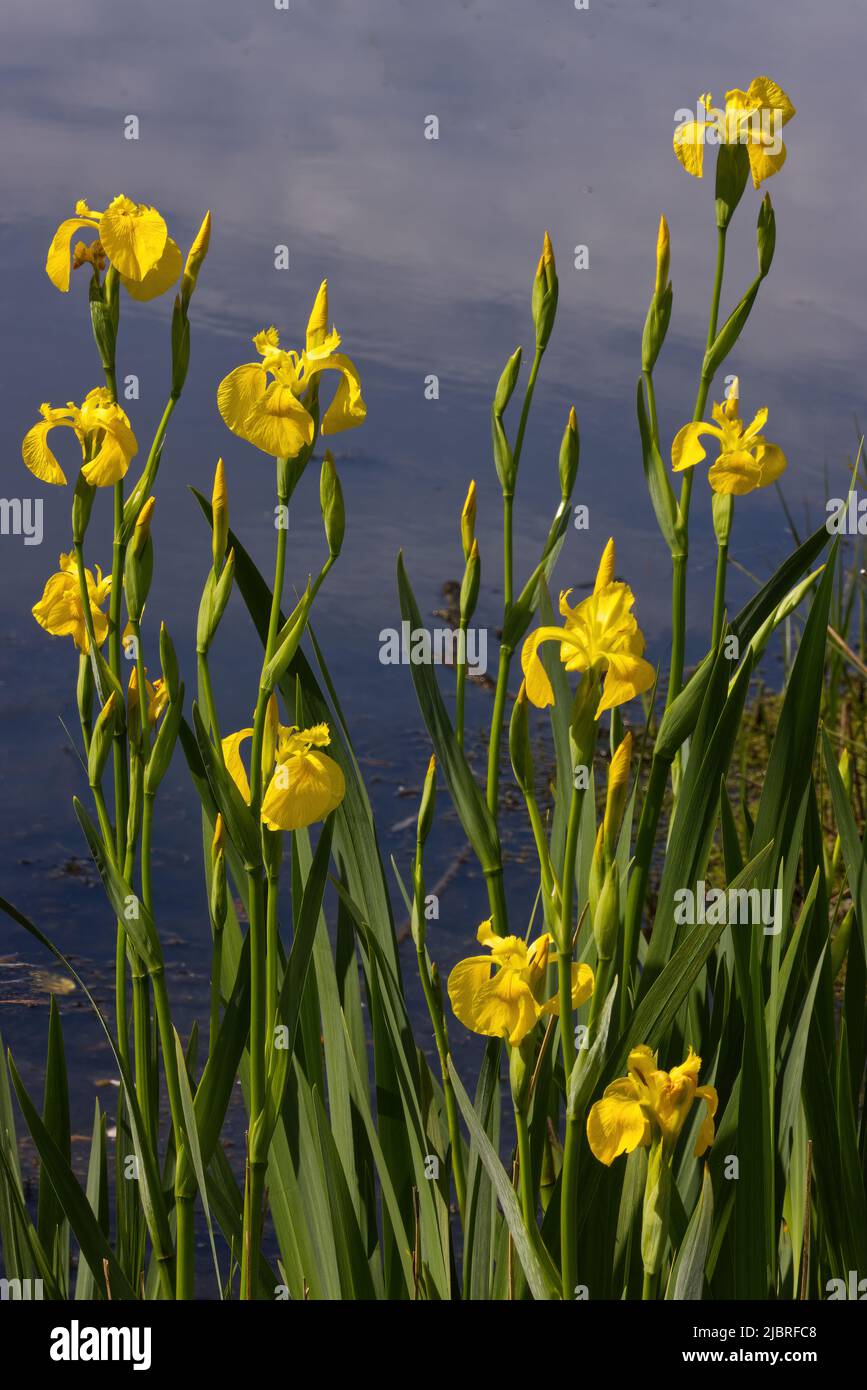 A group of ten flowers of the yellow flag iris, Iris pseudacorus Stock ...