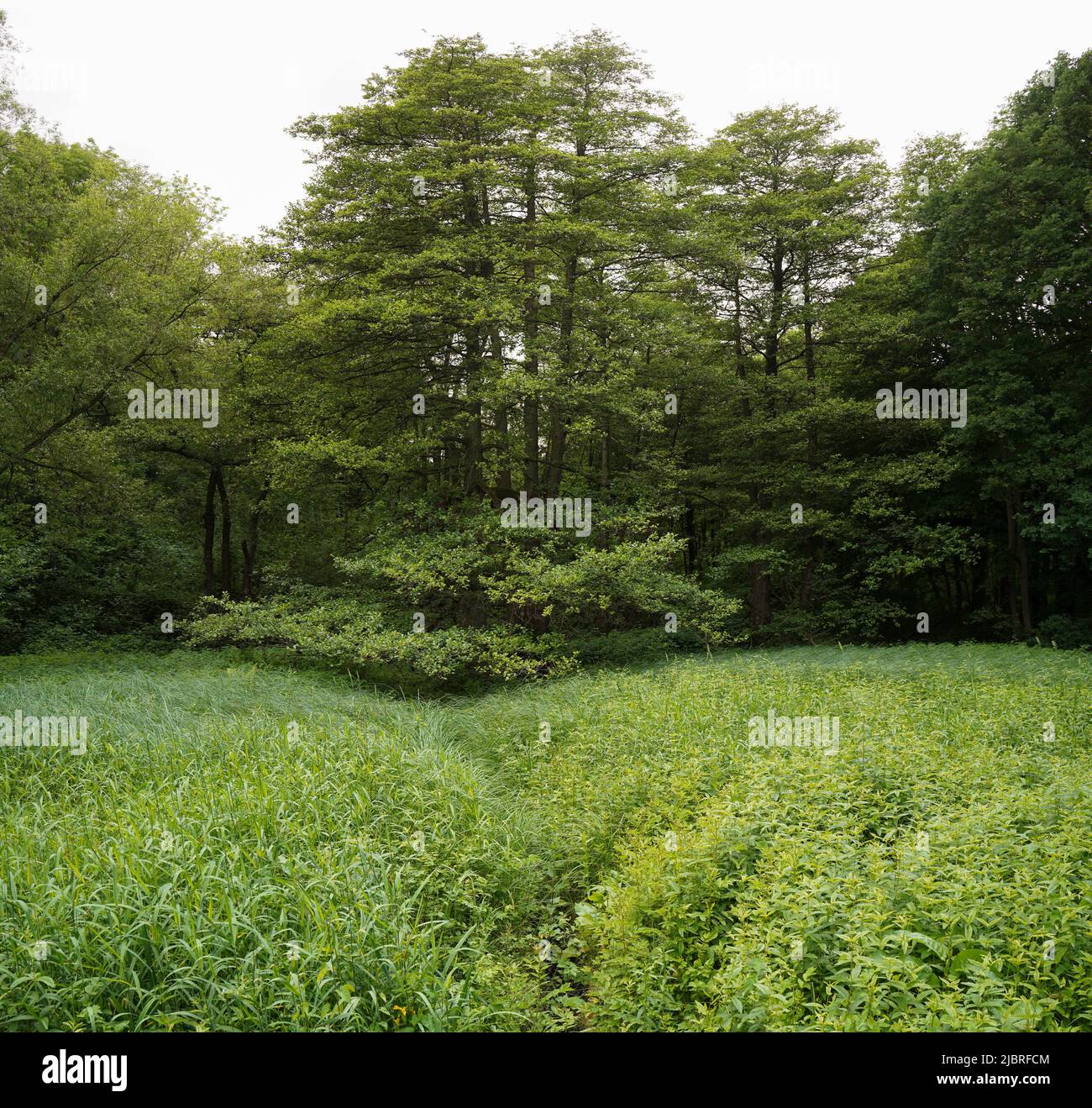 Deciduous forest in spring with swamp undergrowth. Limburg, Netherlands ...