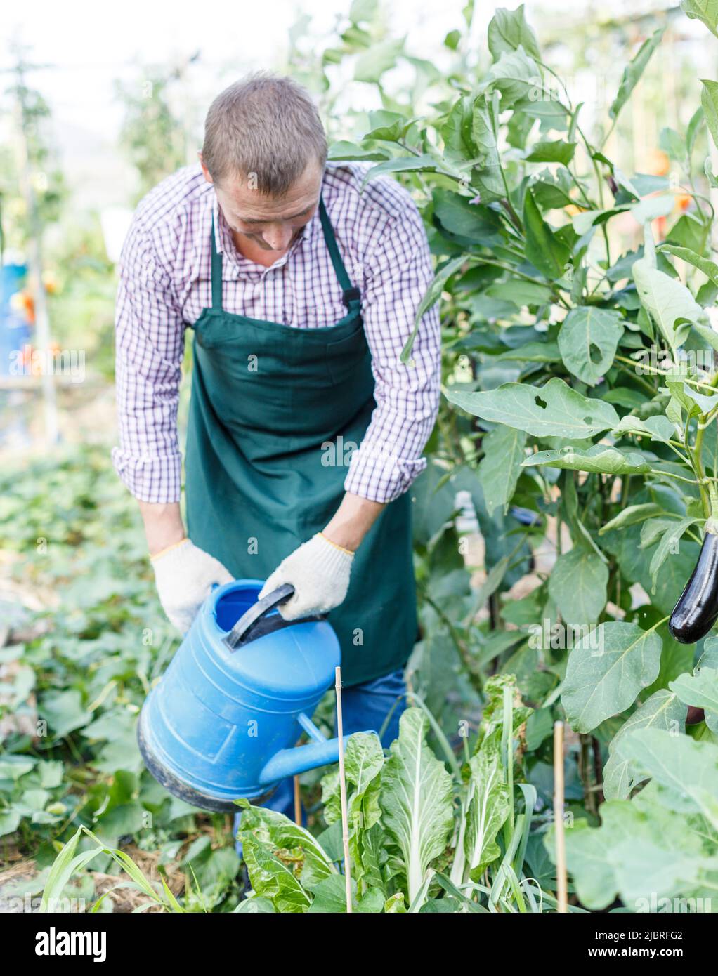 Crop male gardener watering plants hi-res stock photography and images ...