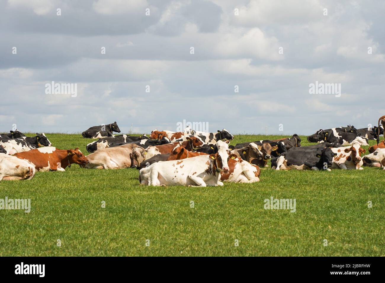 Holsteins cattle in grass field hi-res stock photography and images - Alamy
