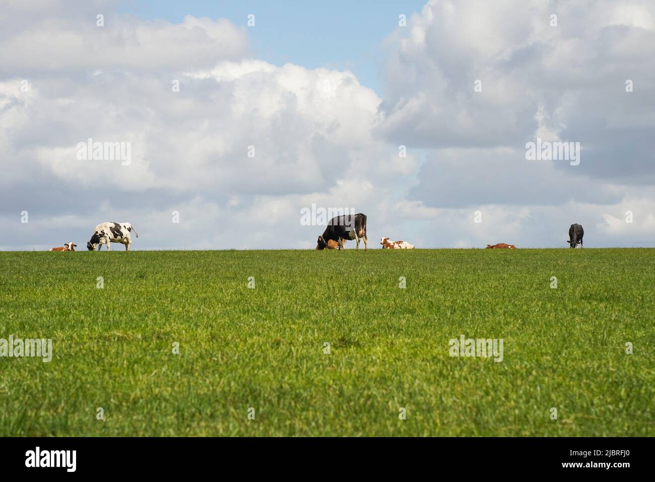 Dairy cow green field hi-res stock photography and images - Alamy