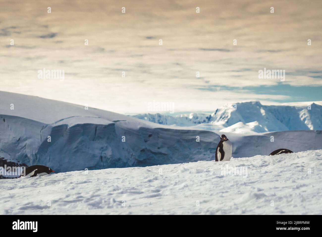 Penguin family jumping hi-res stock photography and images - Alamy