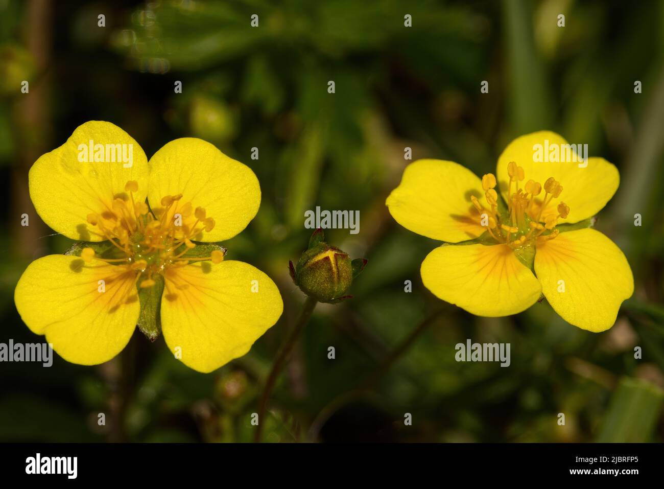 British wild flower hi-res stock photography and images - Alamy