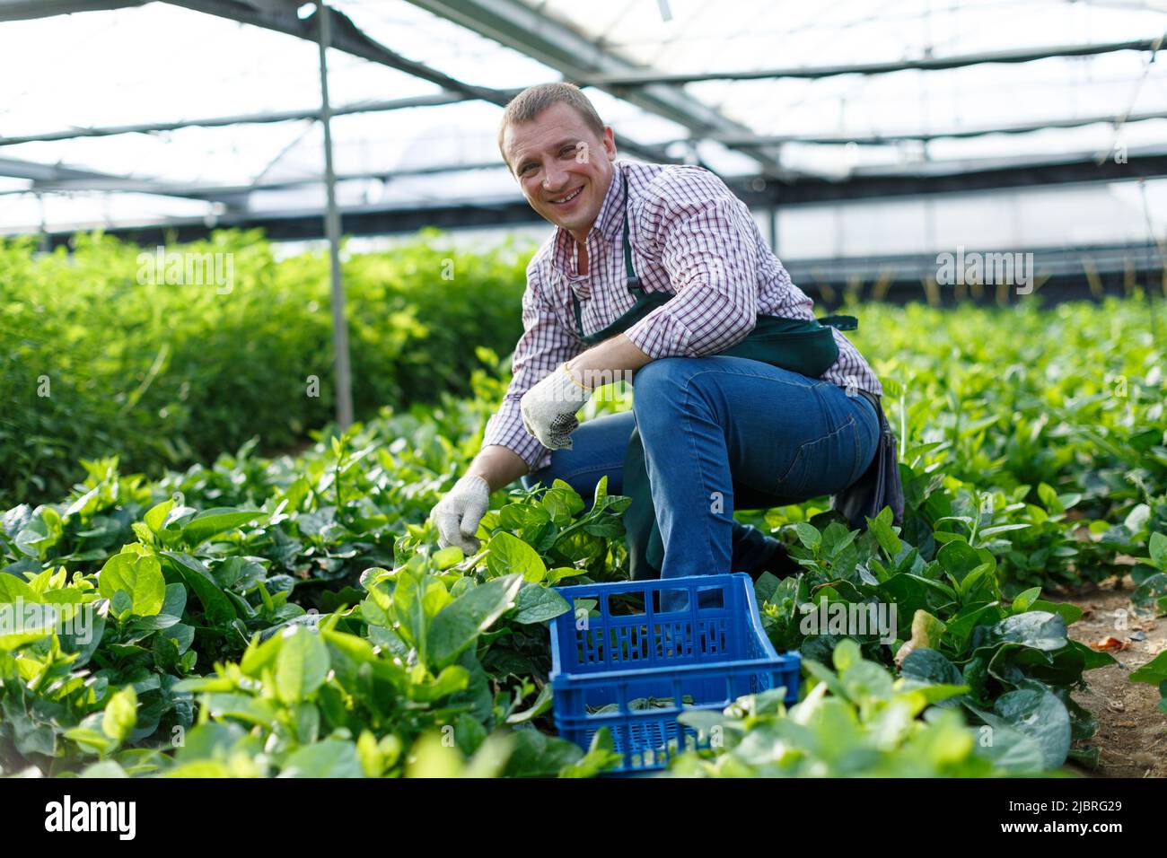 Farmer checking leaves plants hi-res stock photography and images - Alamy