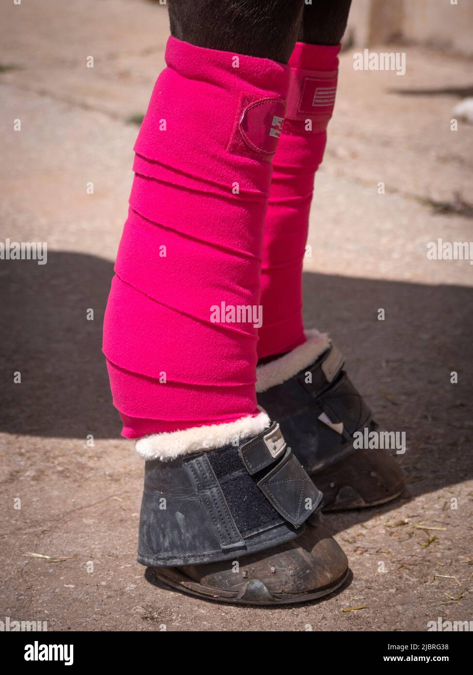 Detail of Lusitano portuguese stallion with pink polo wraps and horse ...