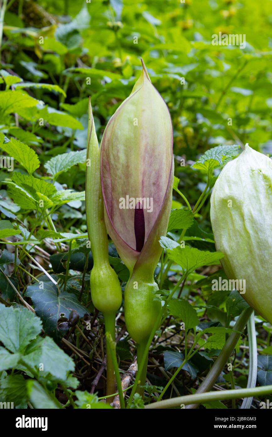 Arum maculatum in flower hi-res stock photography and images - Alamy