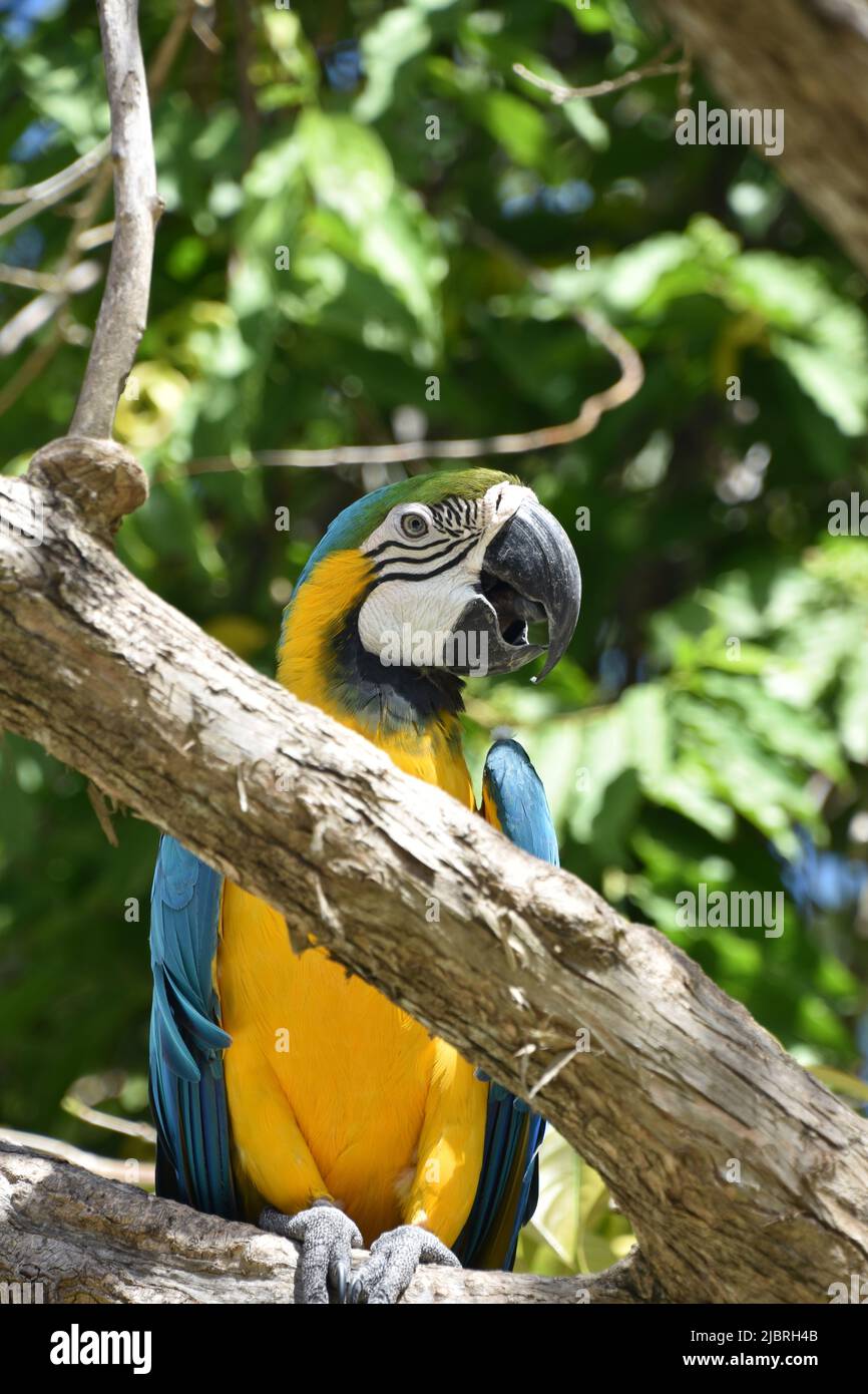 Beautiful neotropical colorful macaw standing on a tree branch in a ...