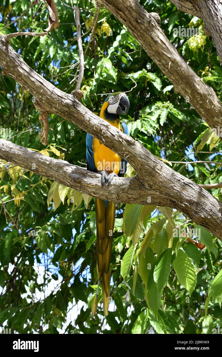 Stunning colored neotropical macaw parrot sitting in a tree Stock Photo ...