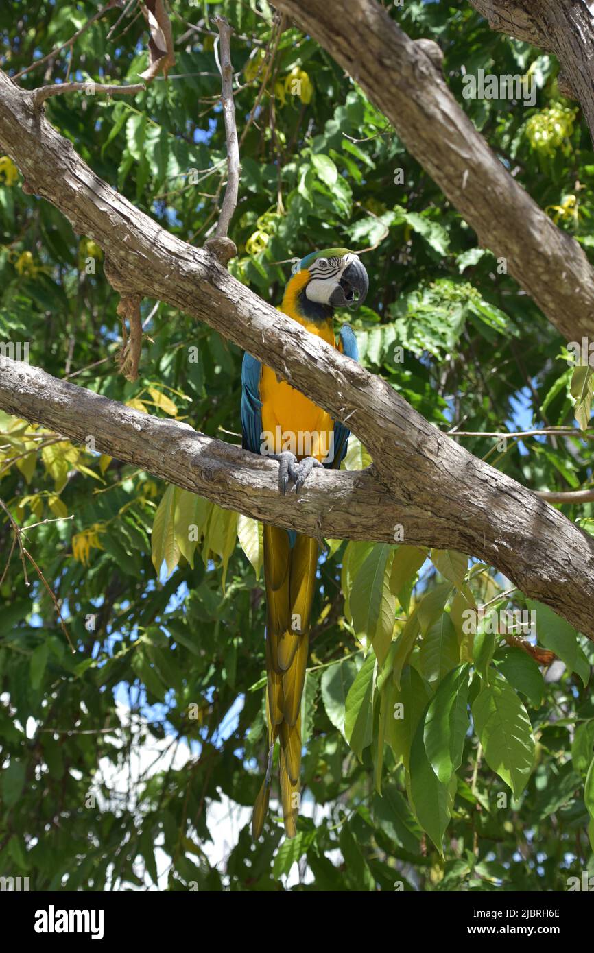 Terrific capture of an exotic blue and gold parrot in a tree Stock ...