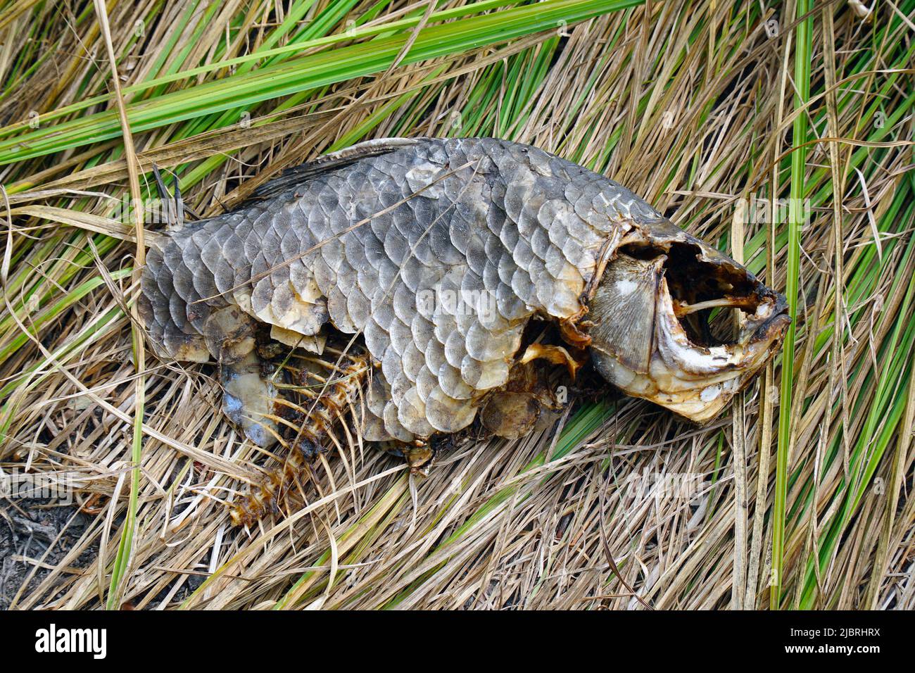 Dry dead fish crucian carp with empty eye sockets and skeleton and ...