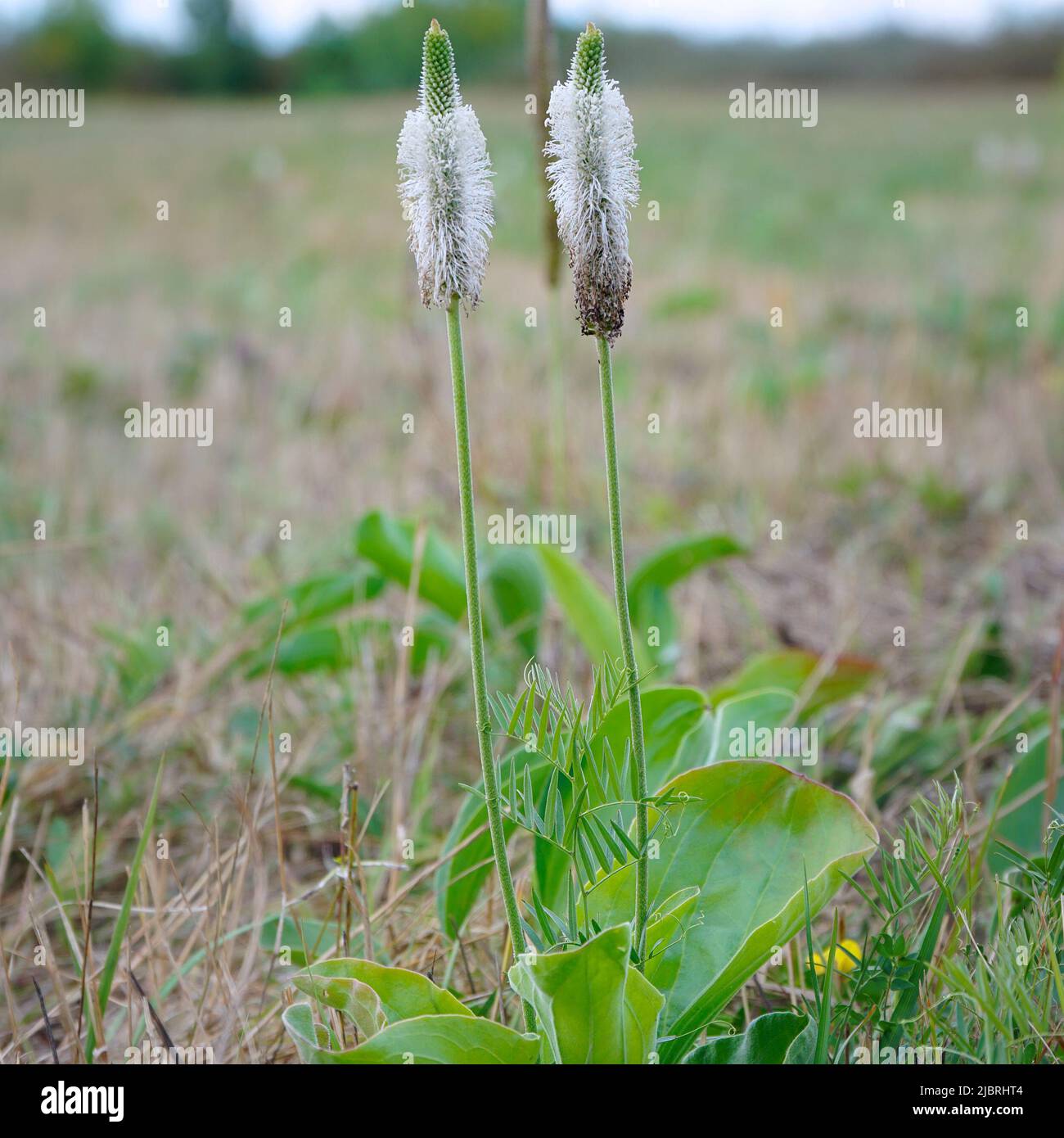 Wild medicinal plant plantain. Plantago maxima. Selective focus Stock ...