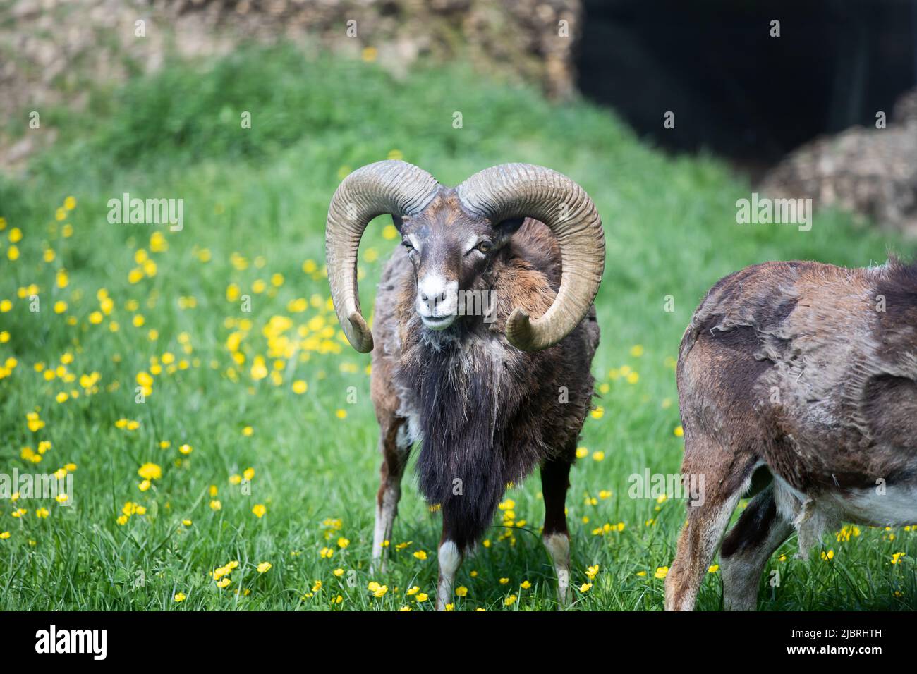 European mouflon (Ovis aries musimon)in green grass. Beautiful brown ...