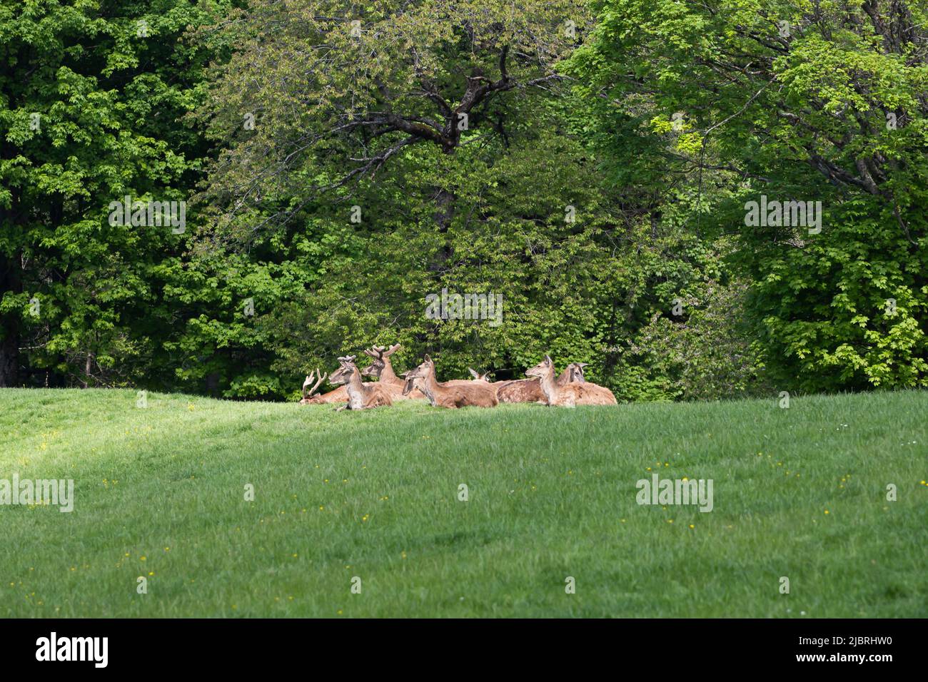 Stag of red deer sitting in green grass near the forest Stock Photo - Alamy