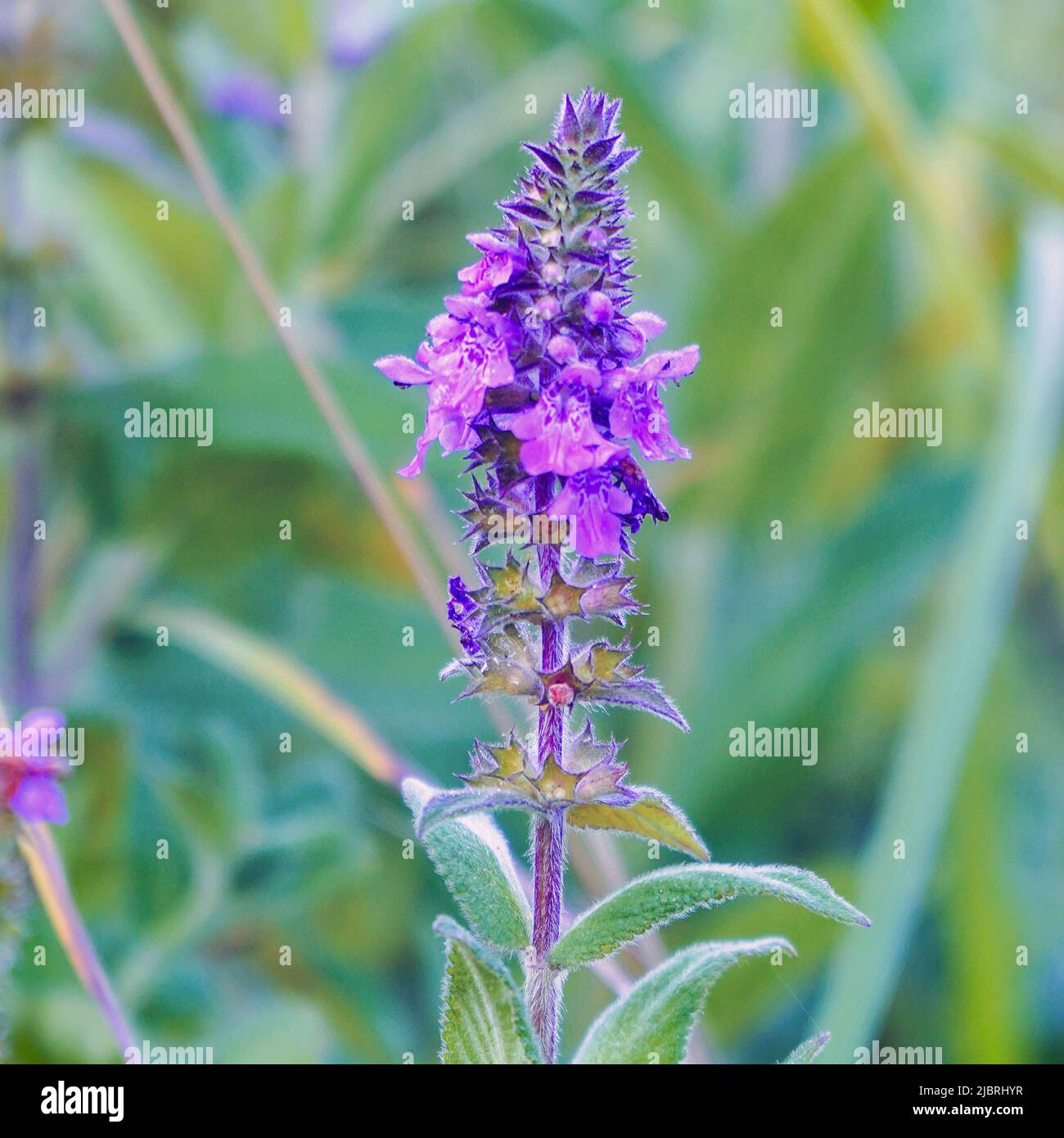 Stachys palustris wildflower hi-res stock photography and images - Alamy