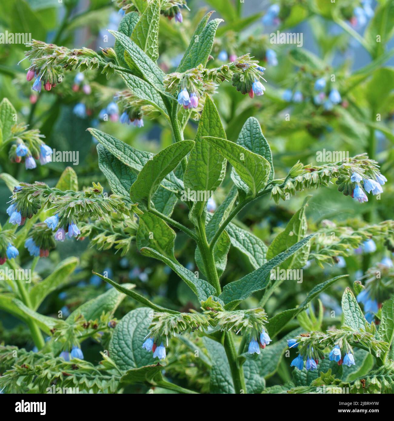 Small blue flower comfrey bell. Symphytum officinale. Medicinal plant ...