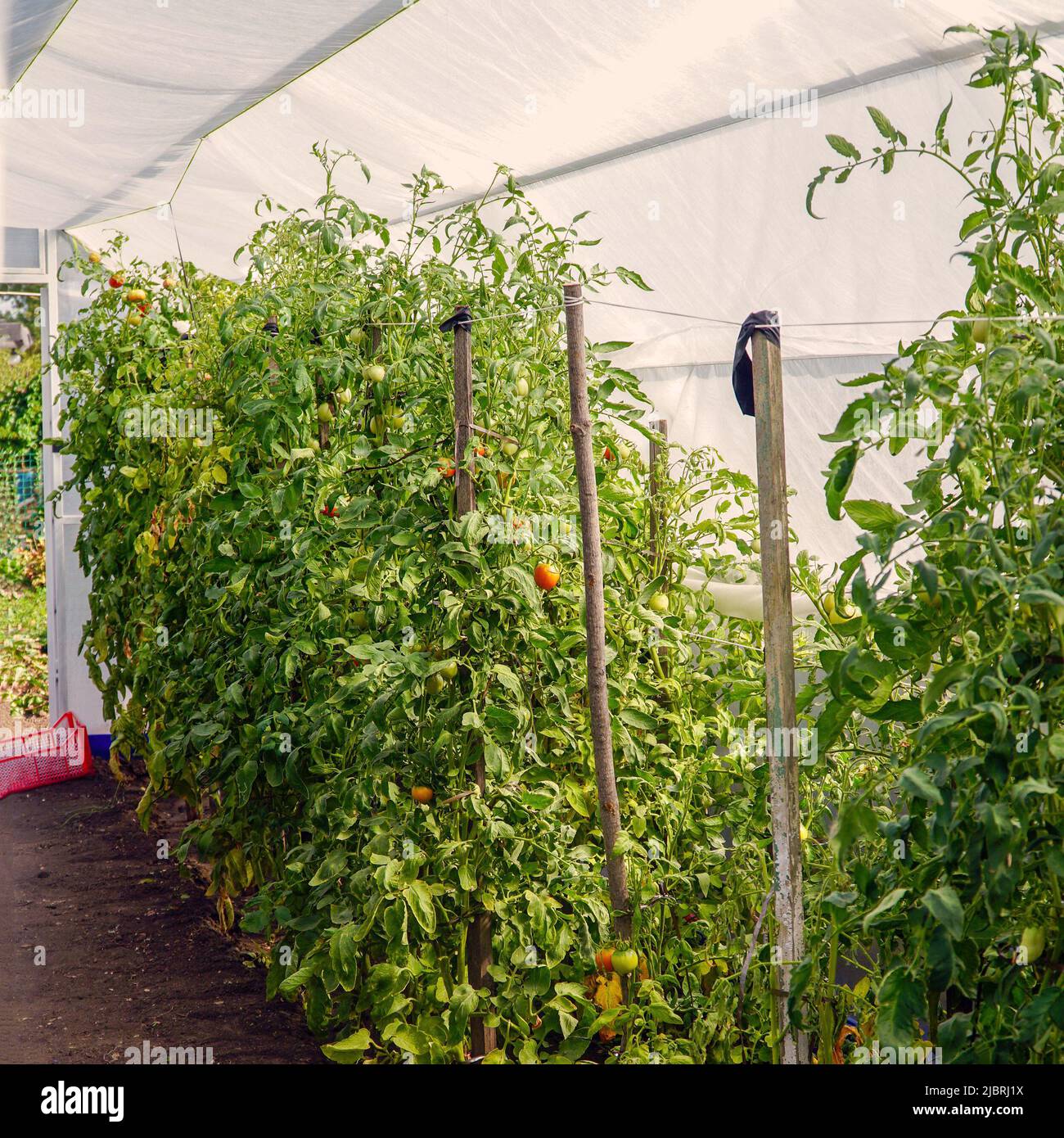 Tomato bushes grow in a homemade greenhouse Stock Photo - Alamy