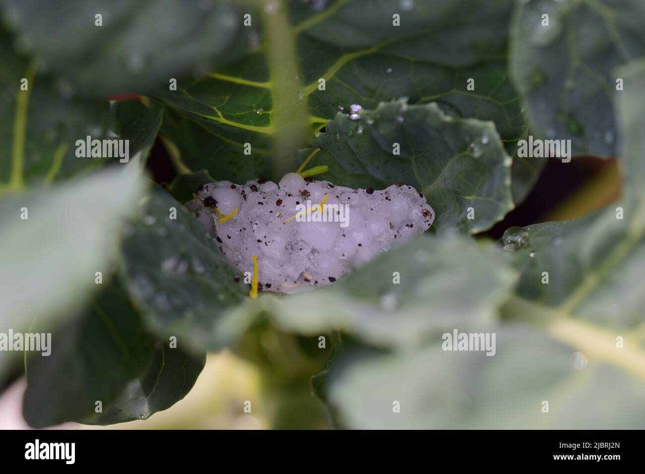 Hail inside a cabbage plant after a thunderstorm Stock Photo - Alamy