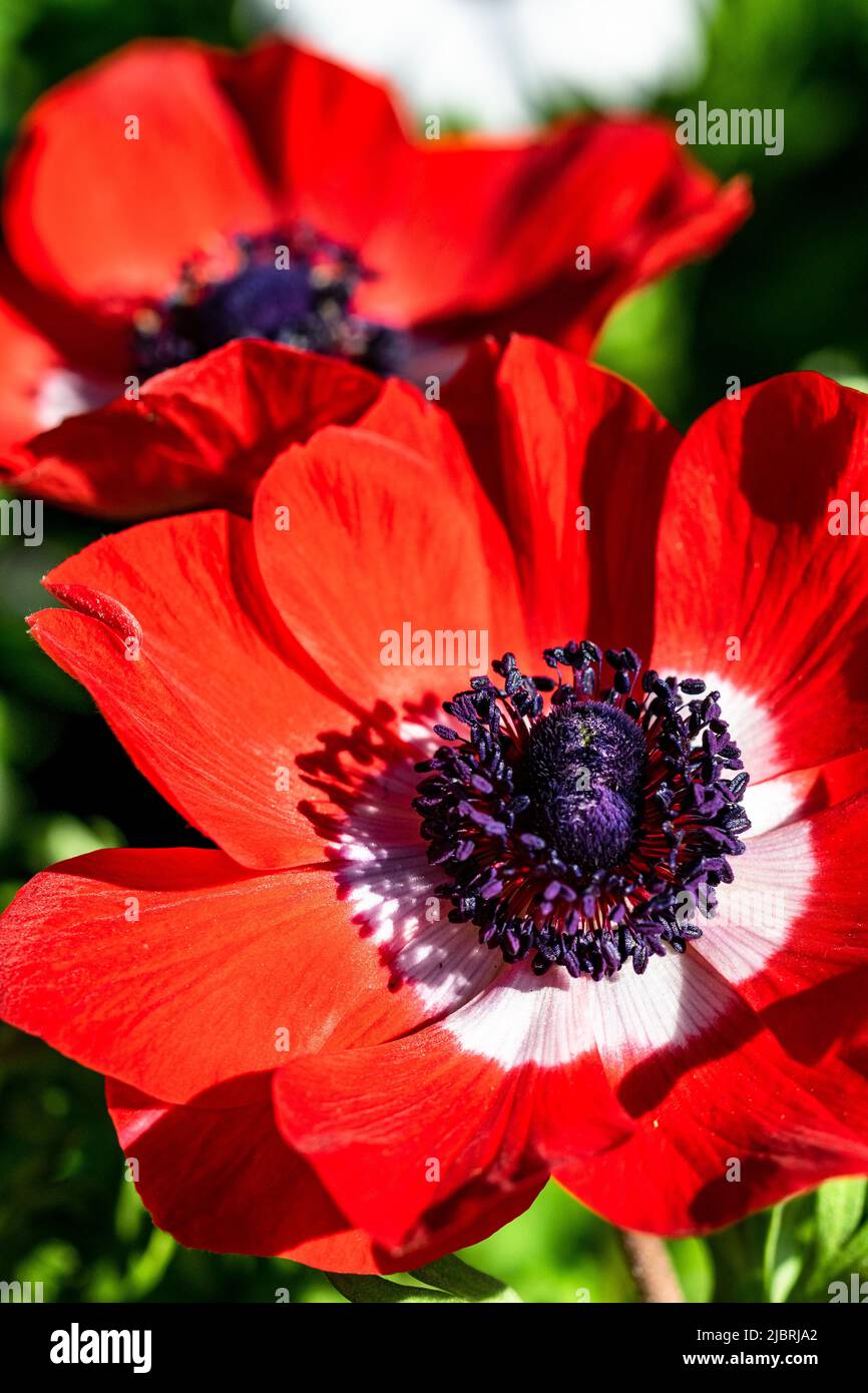 Spanish marigold hi-res stock photography and images - Alamy