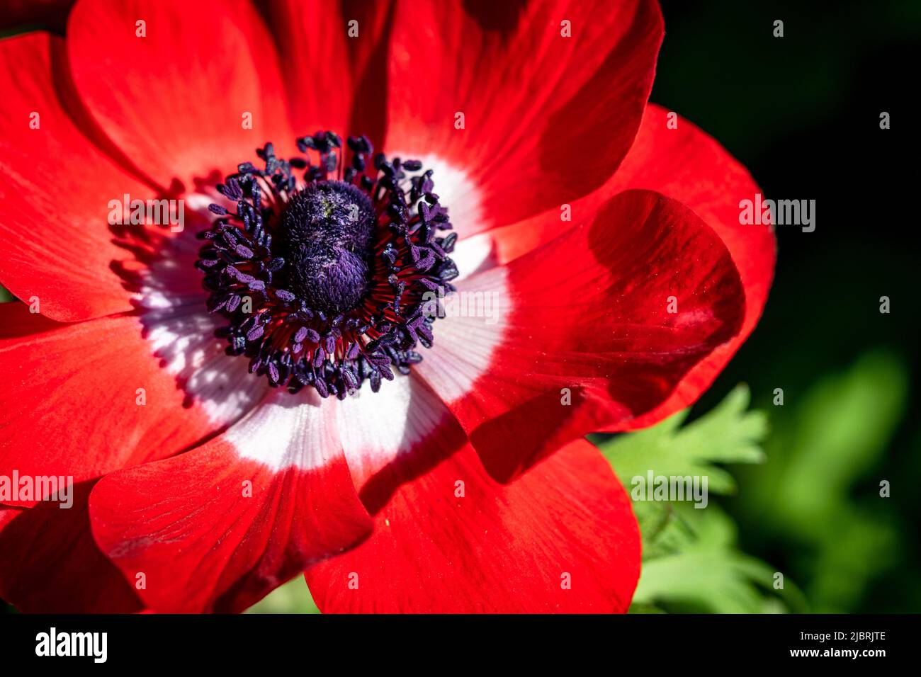 a close up macro landscape image of a Spanish marigold flower in a ...